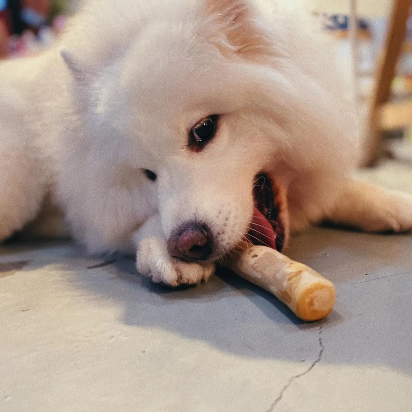 Wholesale Wood Dog Chew Toy Made Coffee Tree 100% Natural Coffee Wood ...