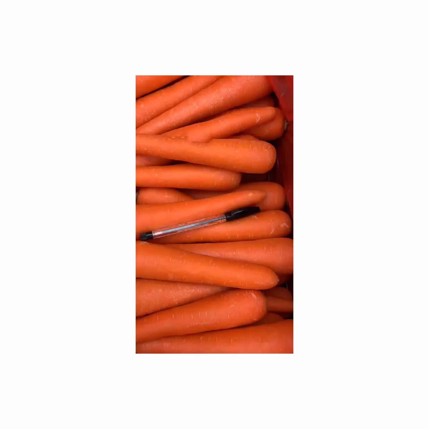 Fresh Carrot / Clean Carrot In Carton / Carrot Wholesaler Price New ...