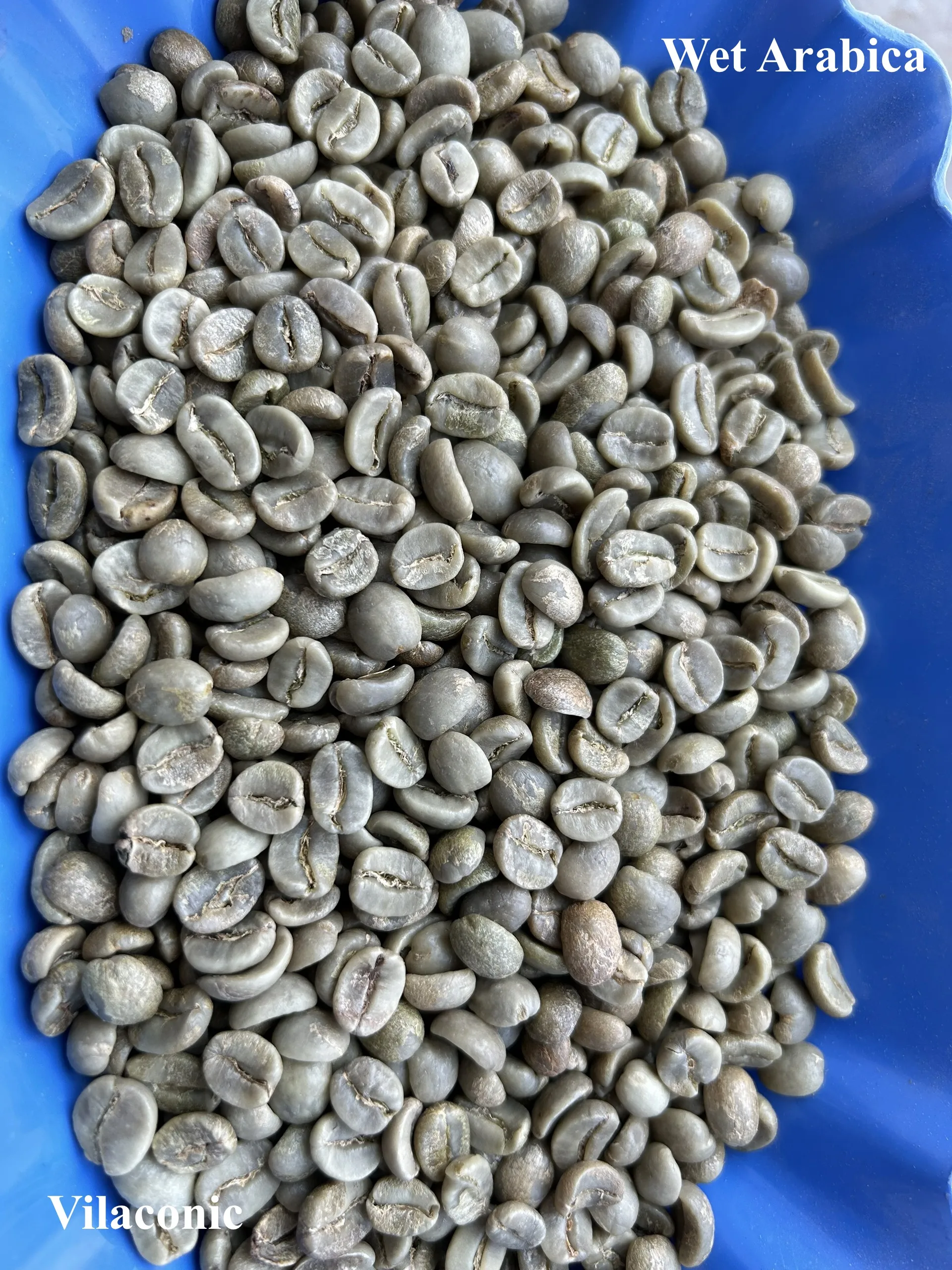 Arabica/robusta Coffee Bean From Vietnam Factory - Wa 84 914737413 ...