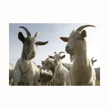 White Saanen Goats And Alpine Goats Wholesale At Low Price Sheep,Cows ...