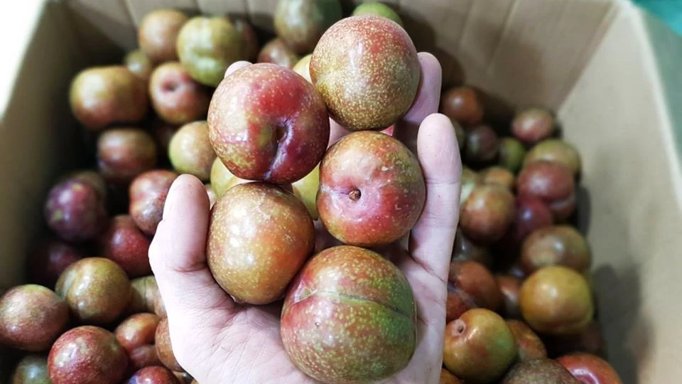 Hot Price 2022 - Whole Fresh Ha Noi Plums Sweet Plums Delicious For ...