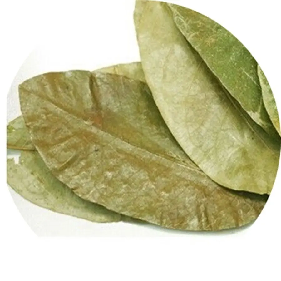 Dried Soursop Leaf - High Quality & Competitive Price