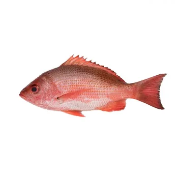 100% Seafood Red Snapper Fish Frozen King Snapper Fish Black Snapper ...