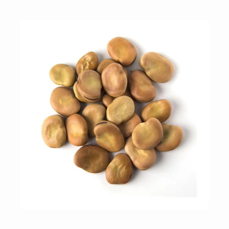 Canned Broad And Horse Bean In Brine - Buy Canned Broad And Horse Bean ...