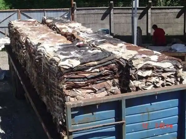 Wholesale High Quality Wet Salted And Dried Cow Hides And Skins - Buy ...