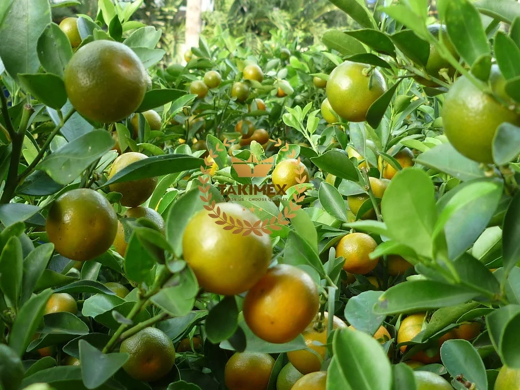 High Quality Dried Kumquat Powder With The Best Price/calamansi Powder ...