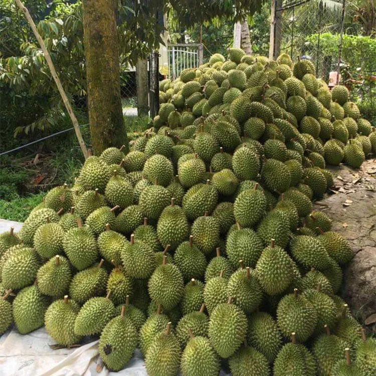 Fresh Durian Fruit For Sale High Specification Natural Using For Food ...