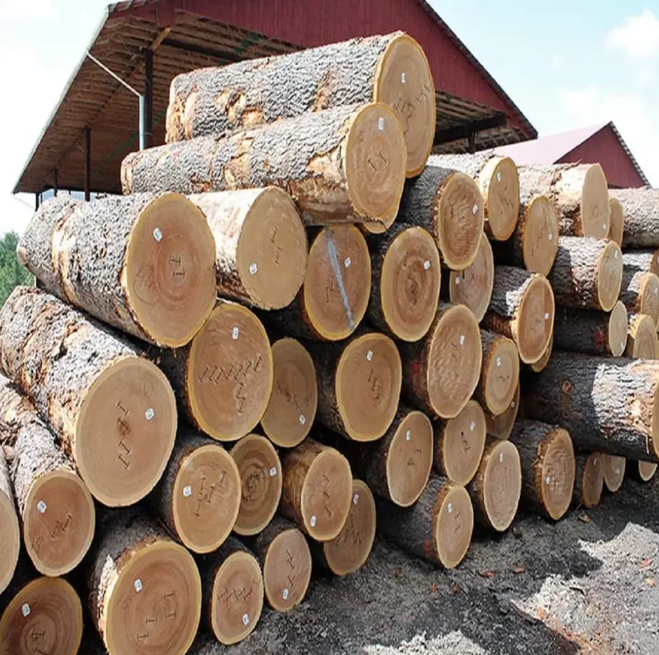 High Quality Acacia/ Maple/ Oak Logs For Stave Wood,35+ Cm - Buy Maple ...