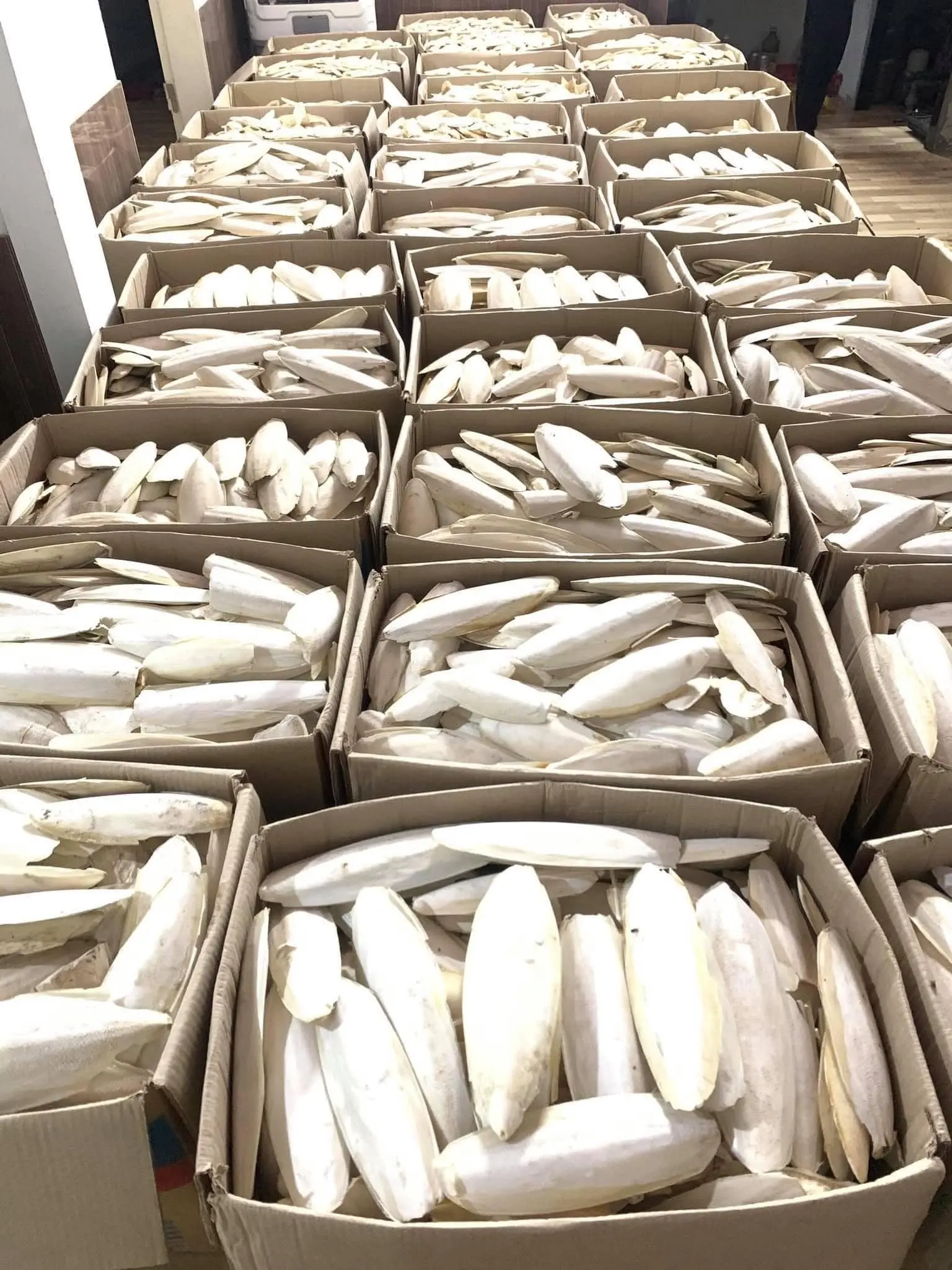Cuttlefish Bone - Dried Squid Bone for Pet and Herb Use