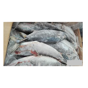 High Quality Frozen Bonito Tuna Skipjack Fish At Cheap Price ...