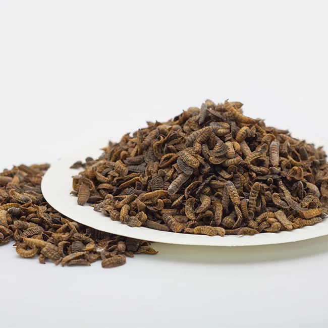 Black Soldier Fly Larvae Trays Professional Team Export Animal Feed ...