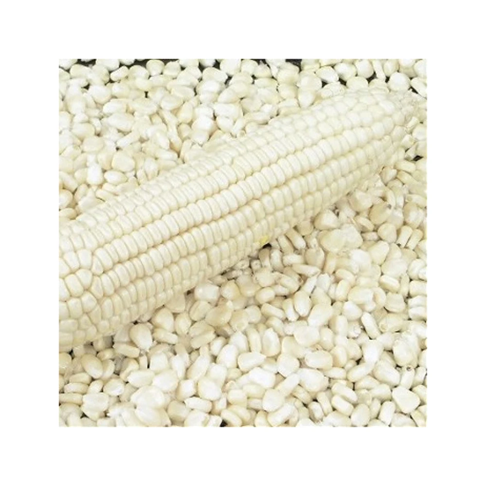 White Bulk Sweet Fresh Kernel Corn Dragon Style June Storage Packing 14 ...