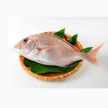 Hot Quality Frozen Red Seabream Fish Wholesale High Manufacturer New ...