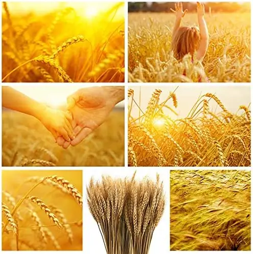 Top Wheat Grain In Bulk / Hight Quality Wheat,Whole Nutrition Grain For Export From Usa - Buy ...
