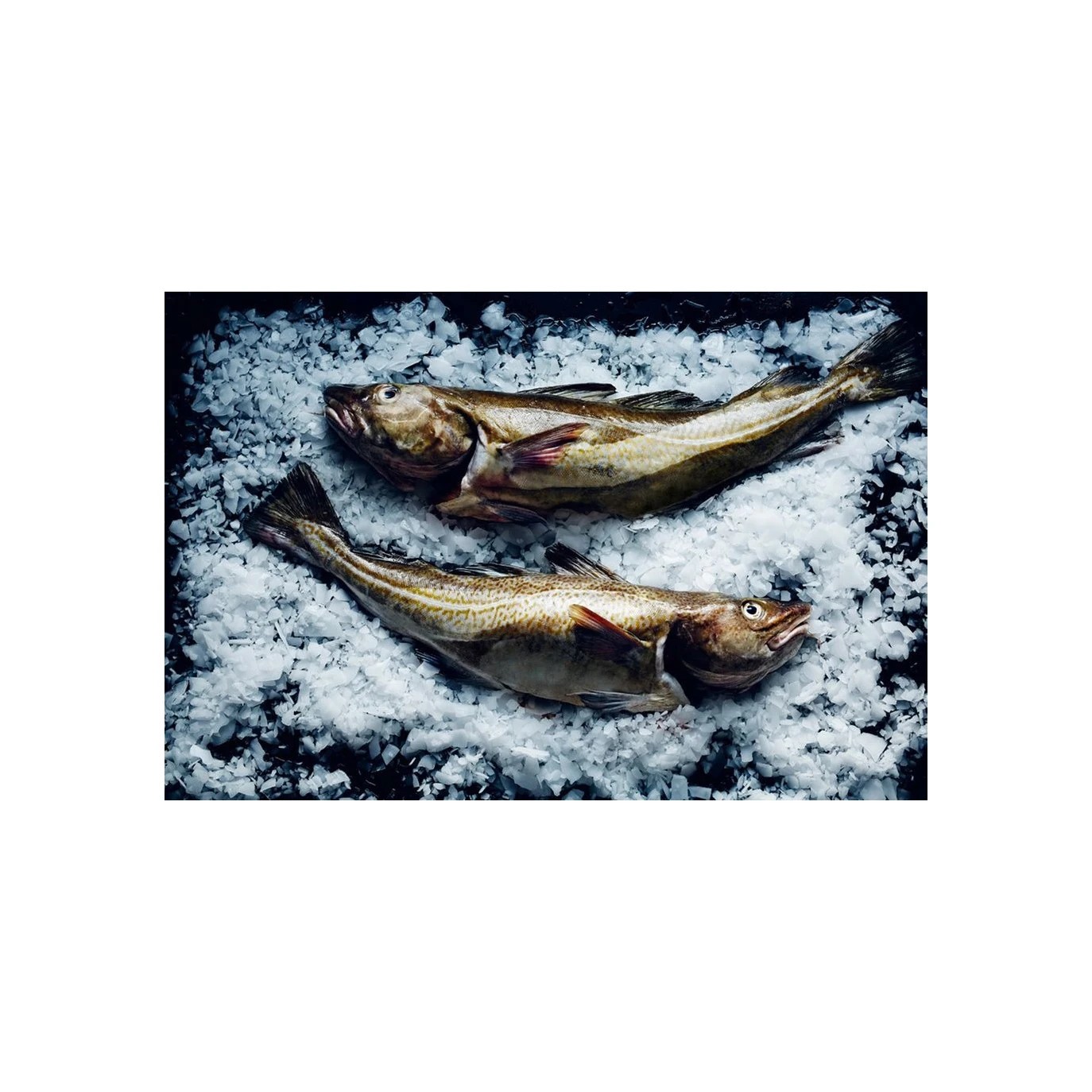 Fresh Cod Skrei Fish100% Export Quality Fish| Alibaba.com