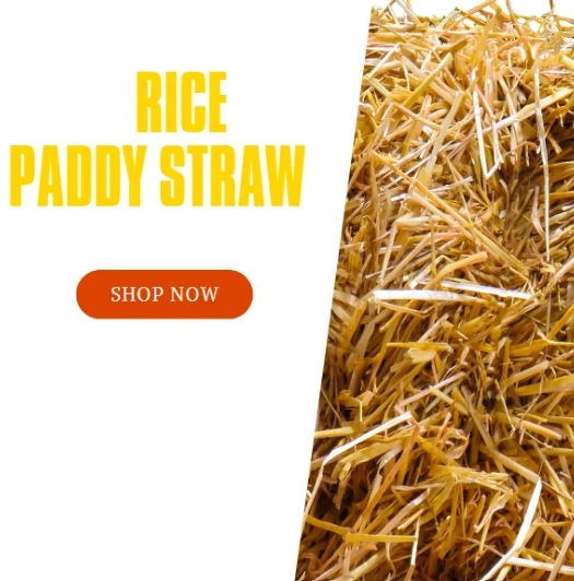 Wholesale Dried Raw Paddy Straw - Haverst Leftover Residue Paddy Rice ...