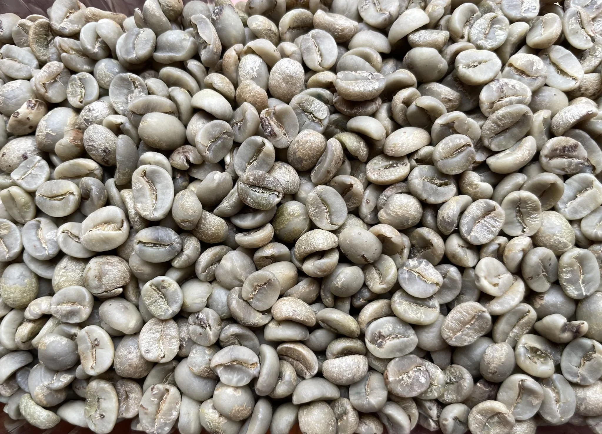 Vietnam Arabica Green Coffee Beans Old Crop With Large Stock Grade A ...