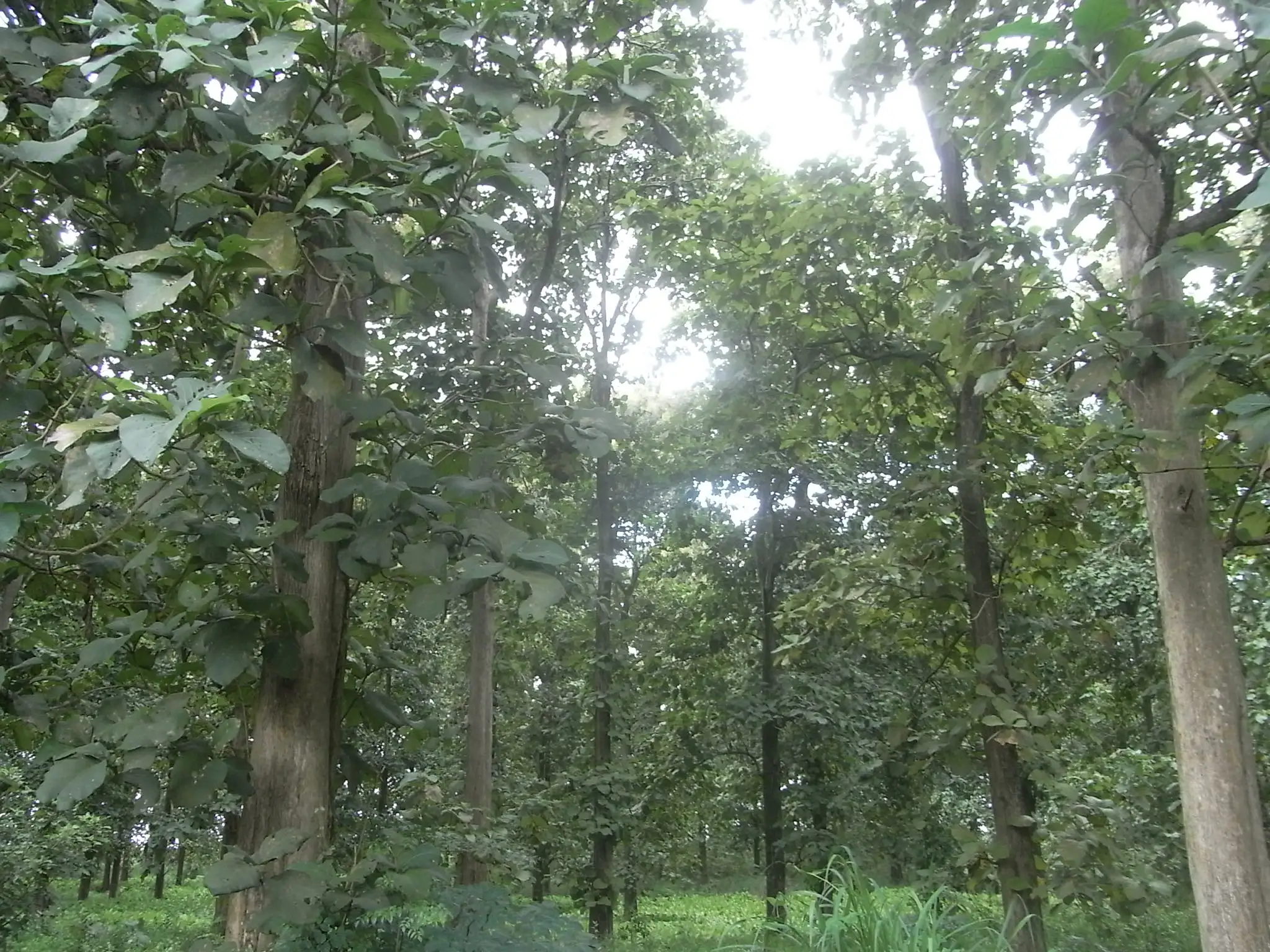 Teak Leaf Mulch Compost Leaves Fuyoudo - Buy Teak Leaf Mold Teak Leaf ...