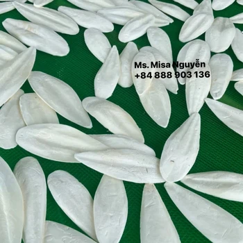 Top Quality- Cuttlebone Material Dried Cuttlefish Bone Or Dried ...