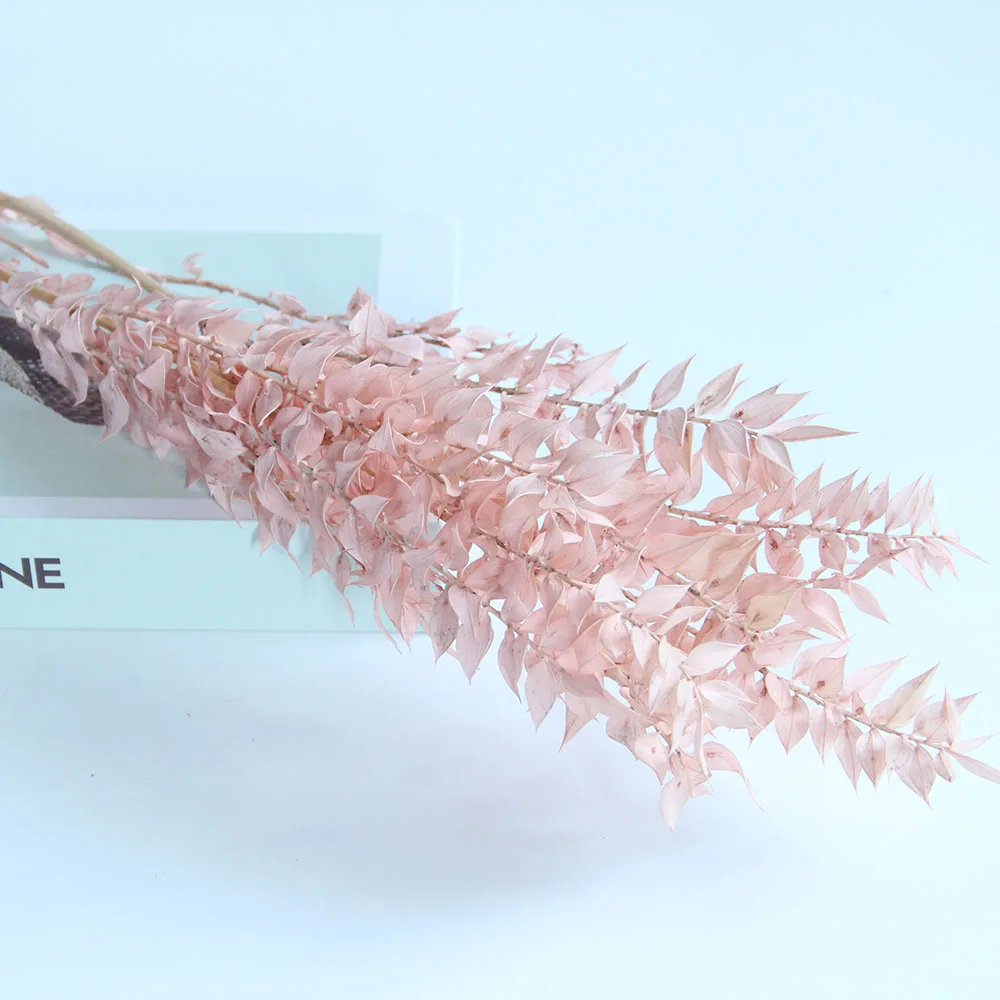 Decorative Dried Natural Preserved Ruscus Leaves Branch Real Dry Rich ...