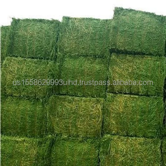 Alfalfa Hay Bales/ Alfalfa Cubes/ Alfalfa Pellets Stock Available ...
