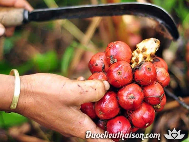 Cardamom From Vietnam - High Quality Dried Cardamom Newest Season ...