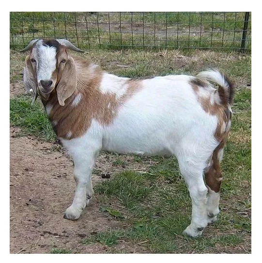 Best Price Live Stock Boer Goat Bulk Stock Available - Buy Pregnant Boer Goats For Sale Live ...