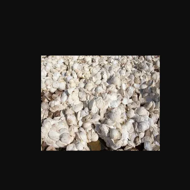 Rubber,Latex,Raw Rubber,Cup Lump Rubber - Buy Fresh Natural Latex Lumps ...