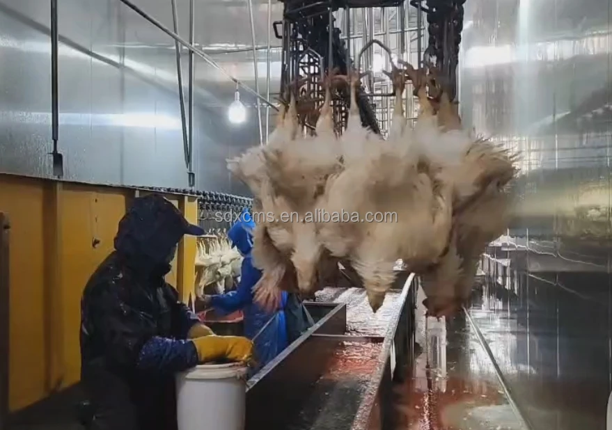 1000/hour Chicken Slaughter Line - High Efficiency Poultry Processing