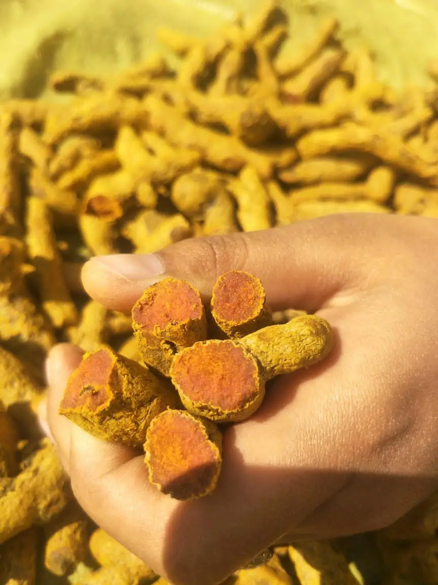 Dried Turmeric Finger/Turmeric Sliced/Turmeric Powder Cheap Price From ...