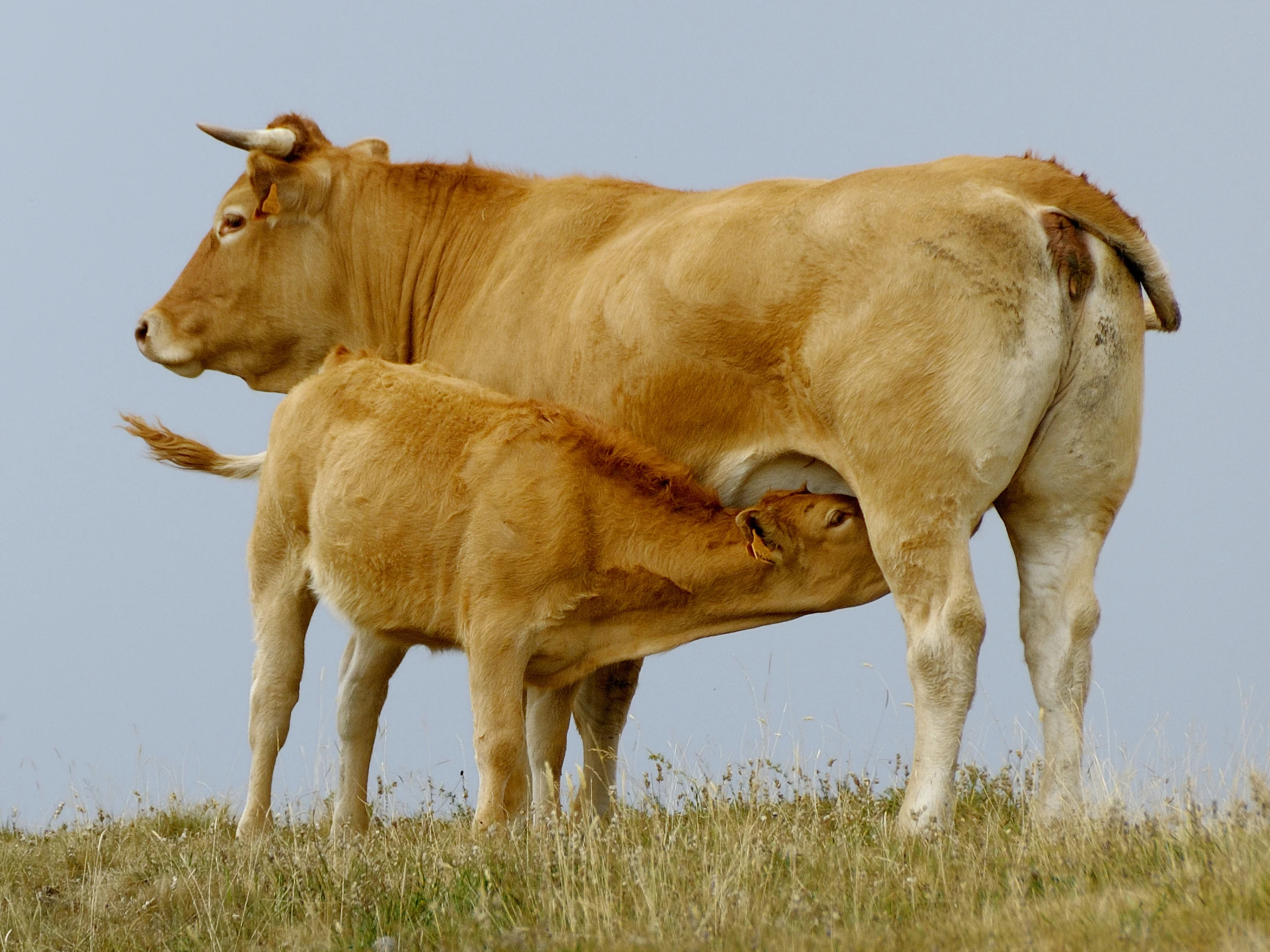 Aubrac Cattle Ensure Your Aubrac Cattle's Well-being With Our Premium ...