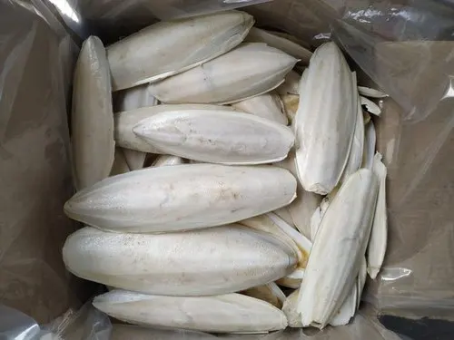 Bone Of Cuttlefish/dried Cuttlefish Bone 10 - 25 Cm Better Price And ...