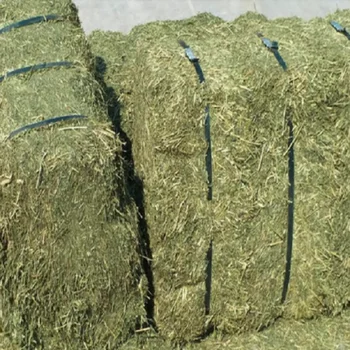 High-protein Alfalfa Hay - Nutrient-rich Feed For Healthy Animals - Buy ...