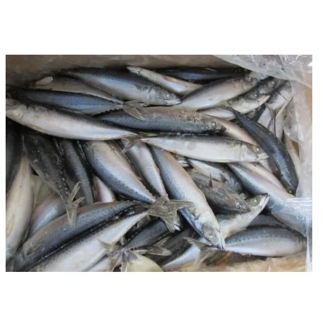 Good Taste Fresh Frozen Pacific Mackerel Fish 300-500g Size On Sale ...