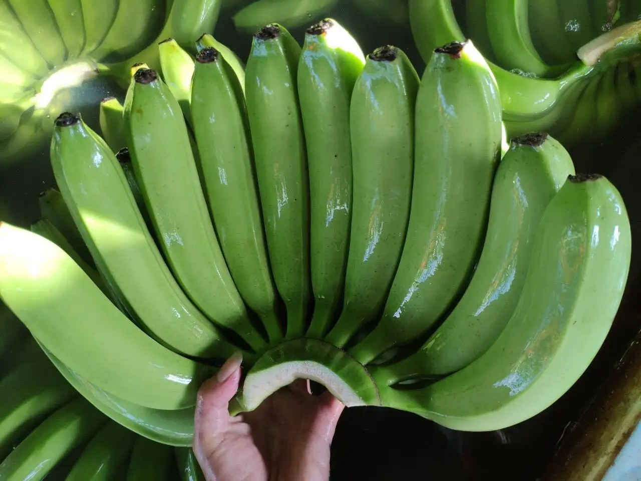Green Cavendish Banana Fresh - Fresh Banana - Good Quality Fresh Fruit ...