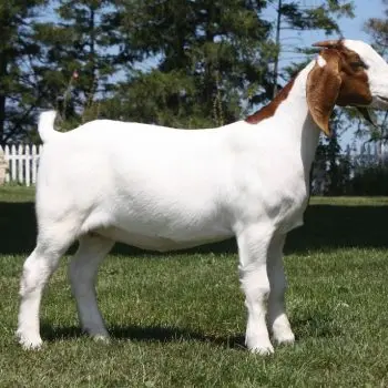 100% Full Blood Live Boer Goats / 100% Pure Blood Mature Boar Goat - Buy Live Boer Goat,Alive ...