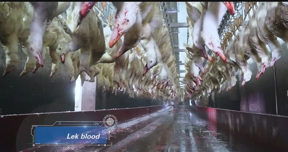 1000/hour Chicken Slaughter Line - High Efficiency Poultry Processing