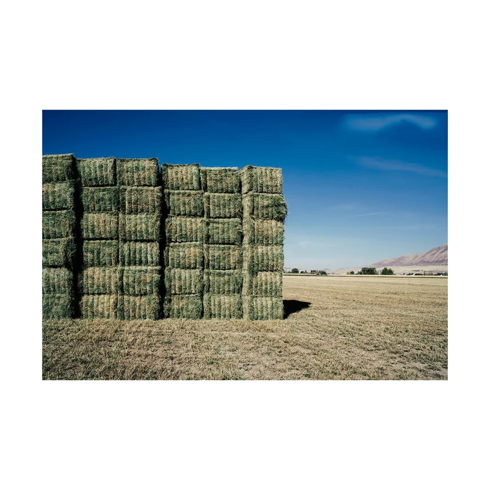 Premium Rhodes Grass Hay Bales For Animal Feed And Forage Best Quality ...