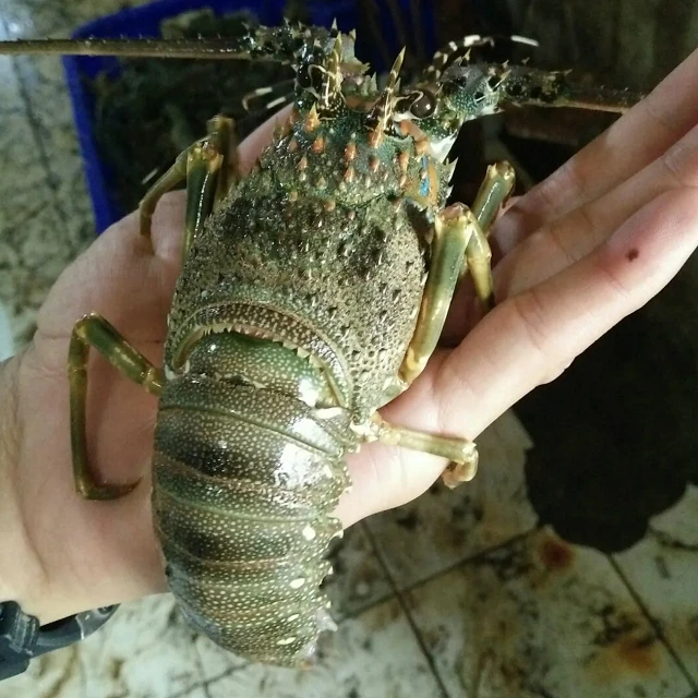 Fresh Affordable Frozen Whole Seafood Giant Red Lobsters - Buy Order ...