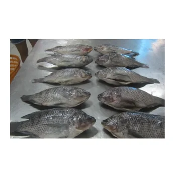Premium Quality Frozen Fish Tilapia | Whole Red Tilapia Fish Bulk Stock ...