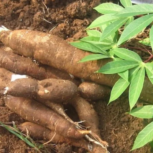 Best Price Frozen Manioc Rootin/ Cassava This Season - Buy 2022 ...