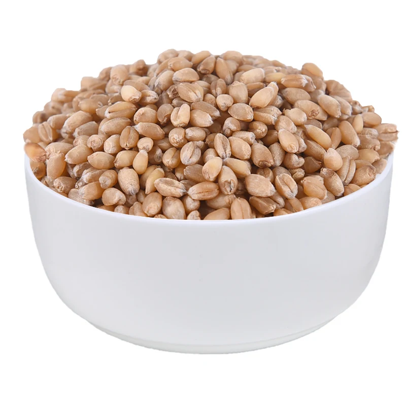 Philippines Golden Soft Wheat With High Gluten - Feed Wheat Grain In ...