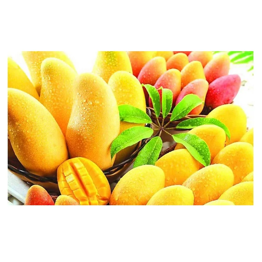 Fresh Mango Fruit Ready To Export Mangoes - Buy Bulk Fresh Fruit ...