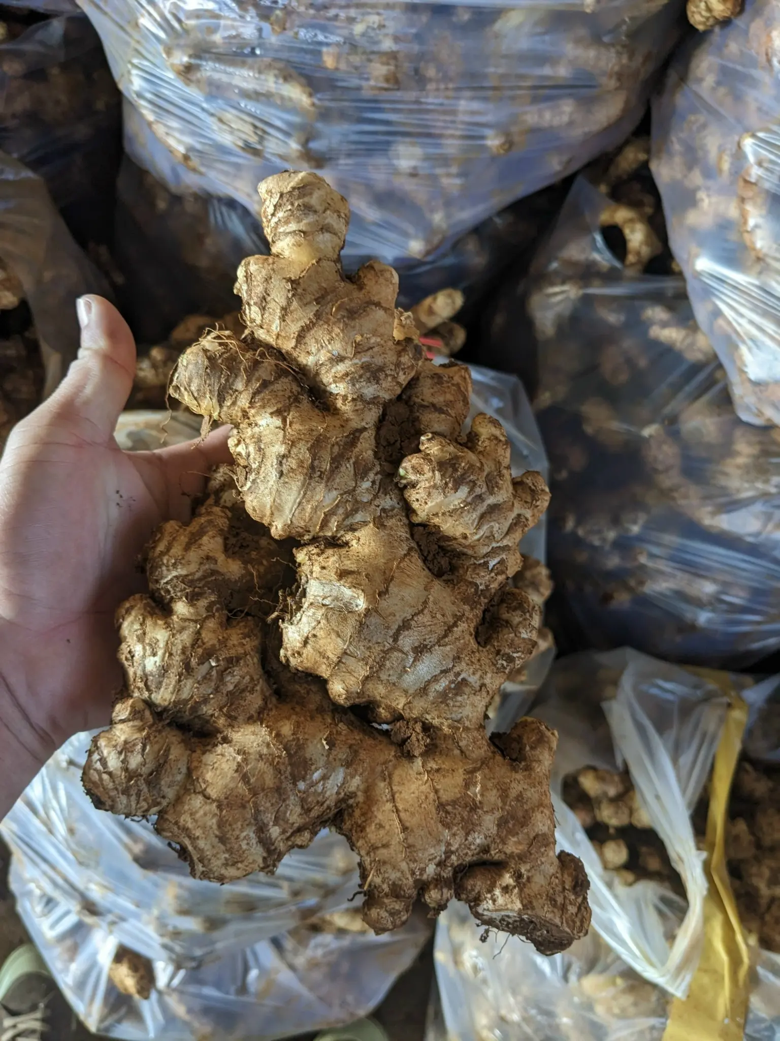 Fresh Ginger Fro Buyer Dried Ginger Supplier From Vietnam For Sale