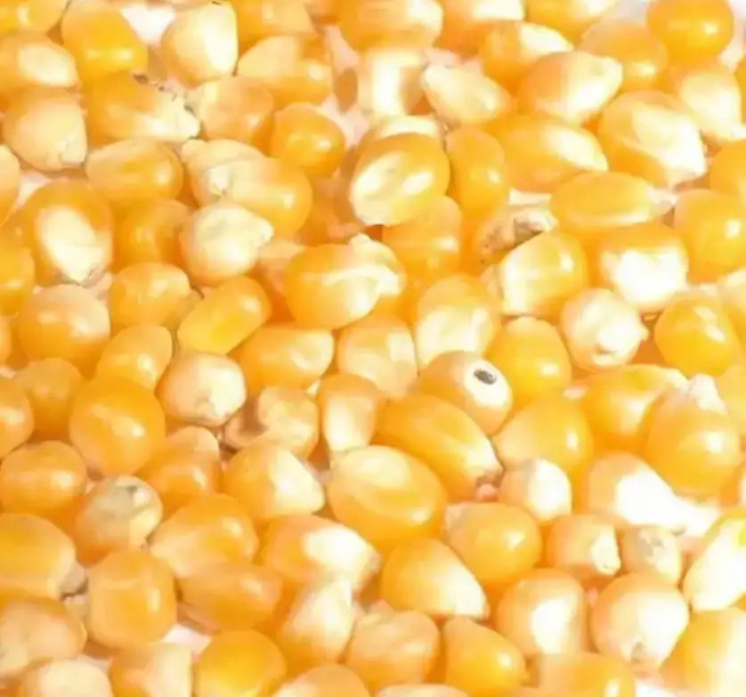 Good Quality New Crop Yellow Corn Maize For Human And Animal Feed Grade ...