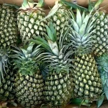 Accruit Fruit - Fresh Ananas Fruits for Juicing & Export