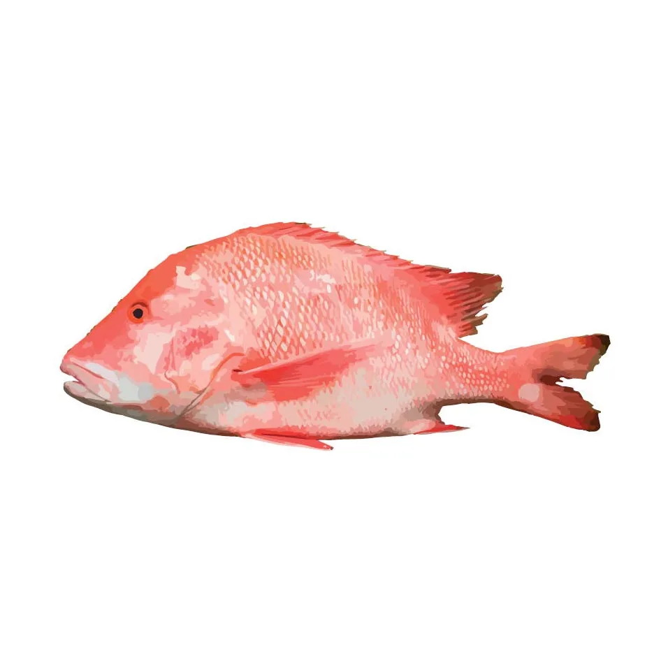 Whole Frozen Red Snapper Fish BQF Freezing Process Low-Sugar Low-Fat 2-Year Shelf Life Best ...