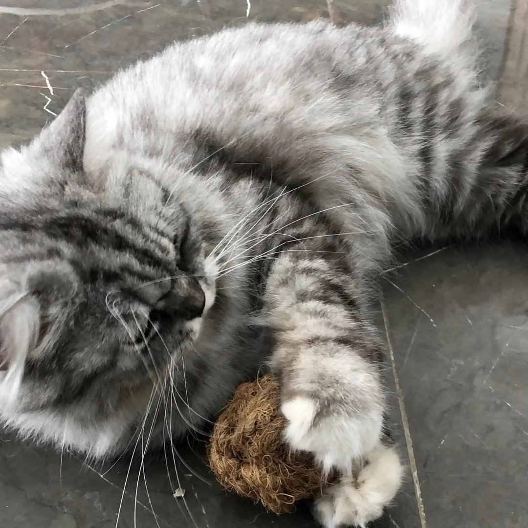 Factory Chewing Rope From Coconut Husk/natural Coconut Chew Rope For ...