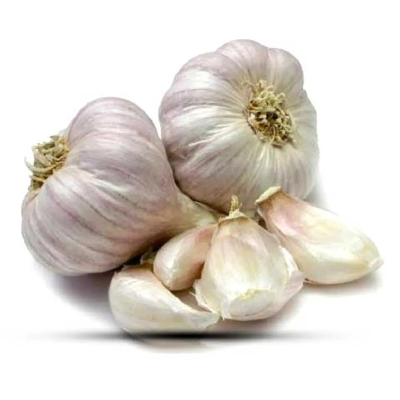 Fresh Garlic Fresh White Garlic Egyptian Supplier Low Price Wholesale Normal Pure Fresh Garlic ...