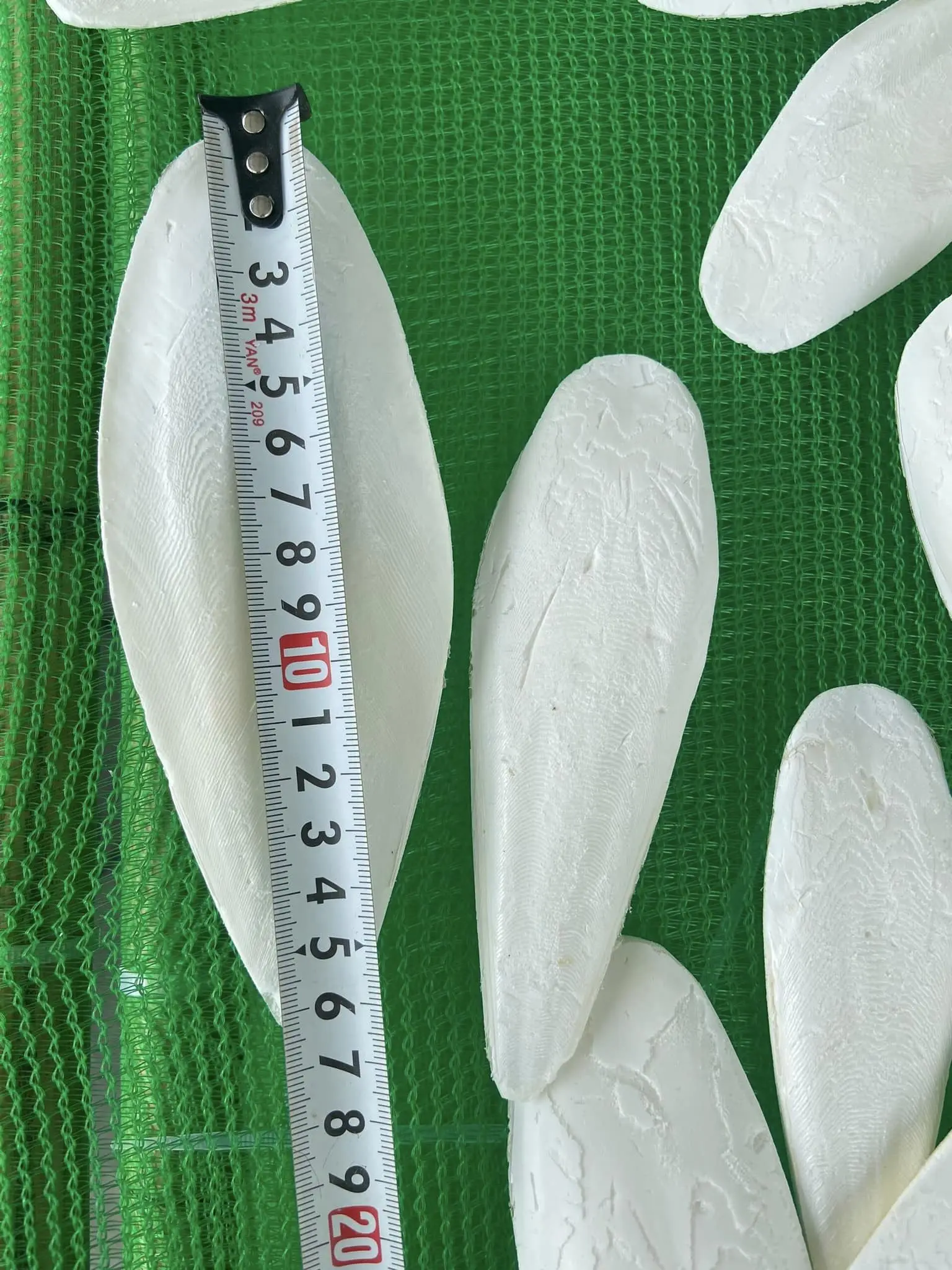 Cuttlebone Cuttlefish Sepia Bone Cuttle Fish Bird Food Calcium ...